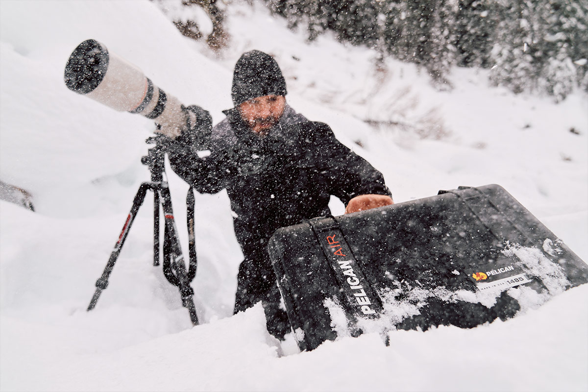 Photography | Pelican